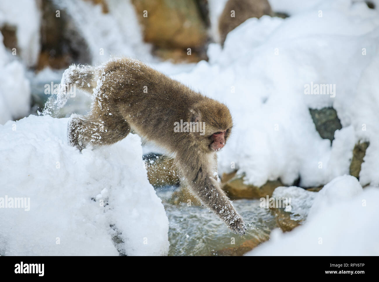 Japanese macaque in jump. Macaque jumps through a natural hot spring ...