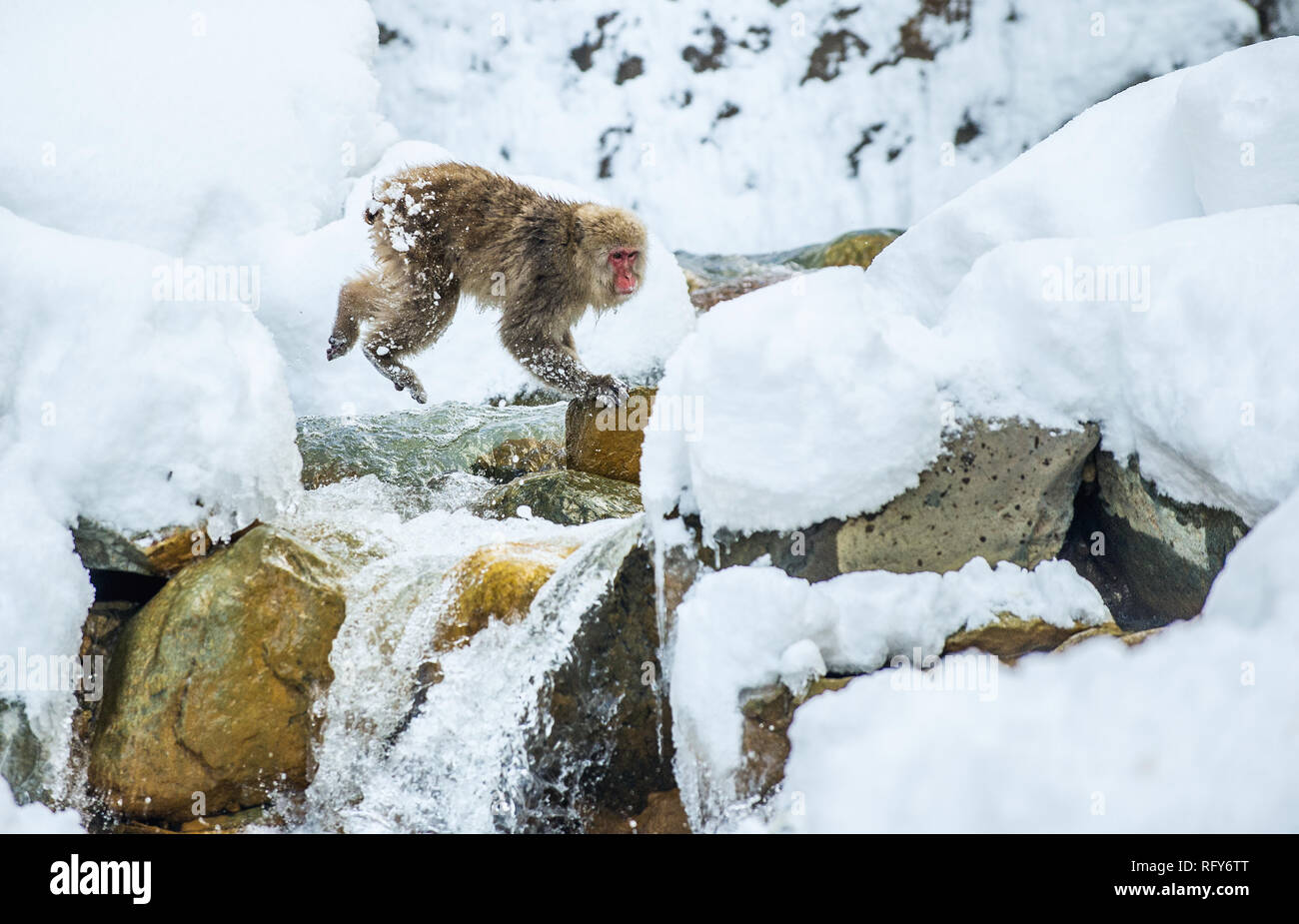 Japanese macaque in jump. Macaque jumps through a natural hot spring ...