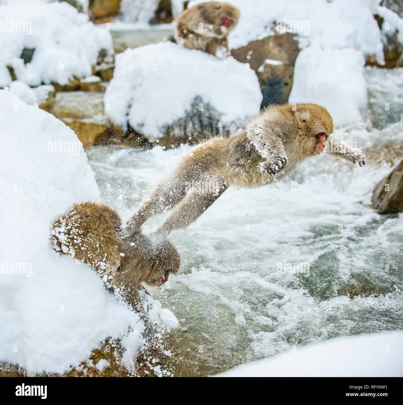 Japanese macaque in jump. Macaque jumps through a natural hot spring ...