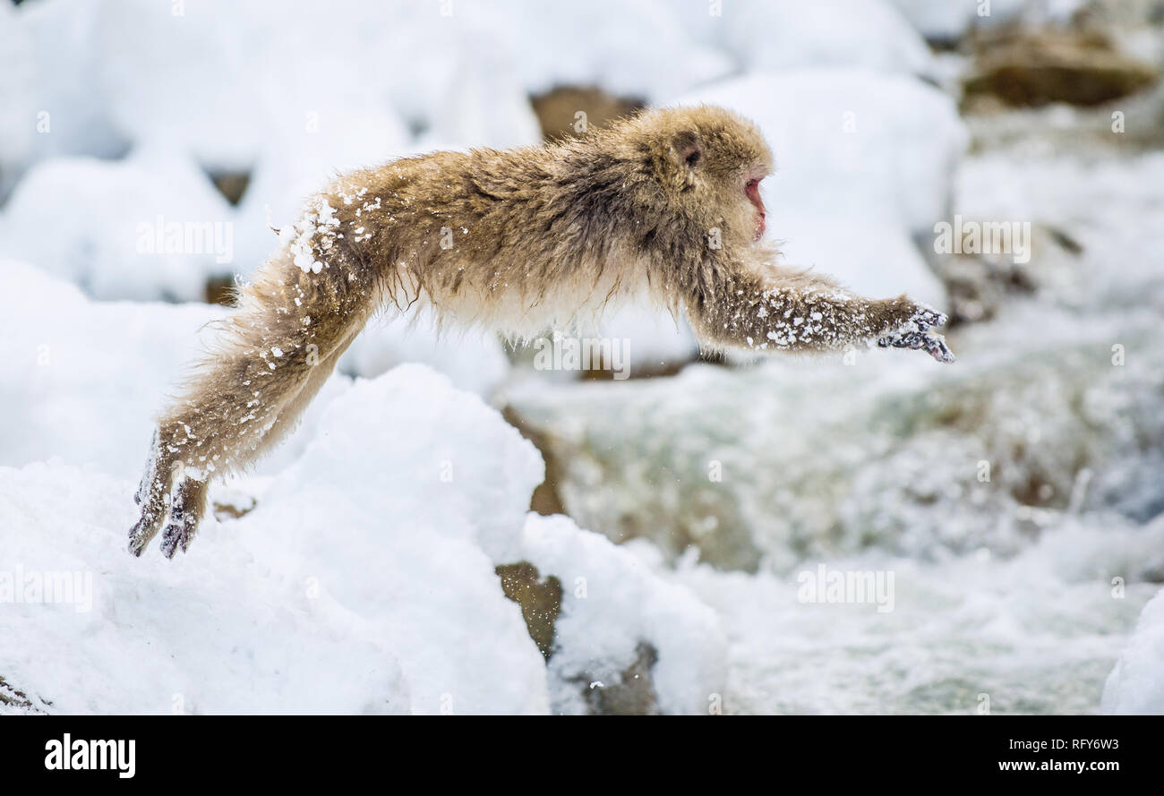 Japanese macaque in jump. Macaque jumps through a natural hot spring ...