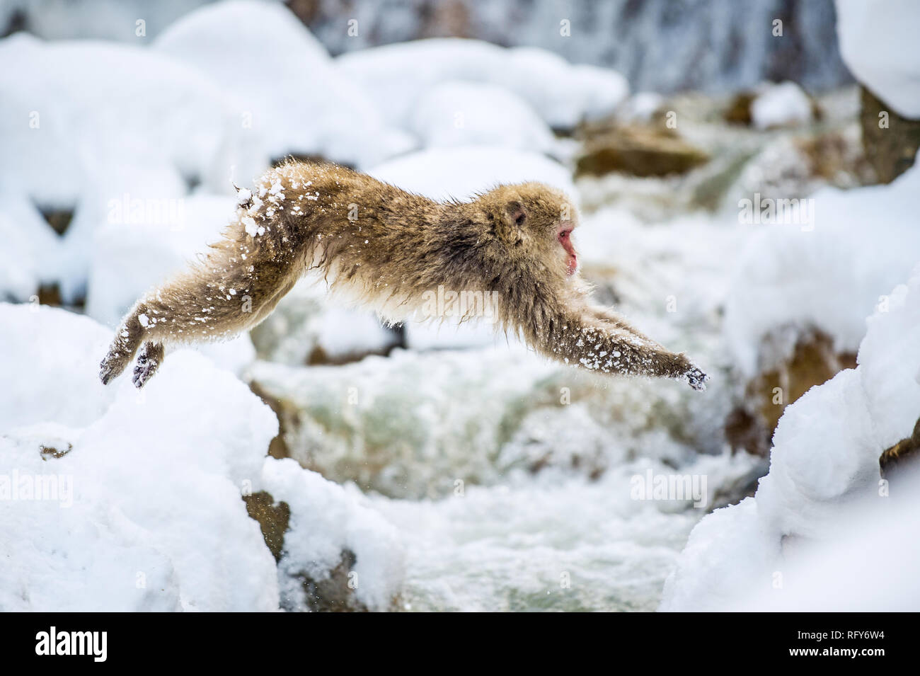 Japanese macaque in jump. Macaque jumps through a natural hot spring ...