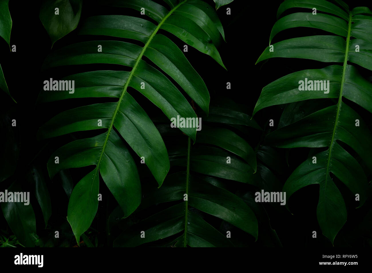Dark green leaves Stock Photo - Alamy