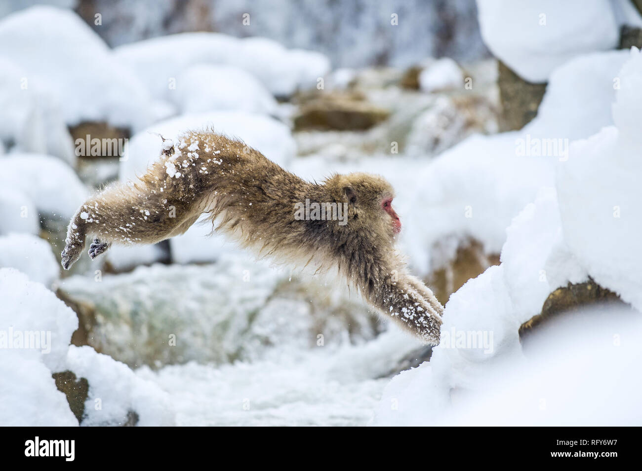 Japanese macaque in jump. Macaque jumps through a natural hot spring ...