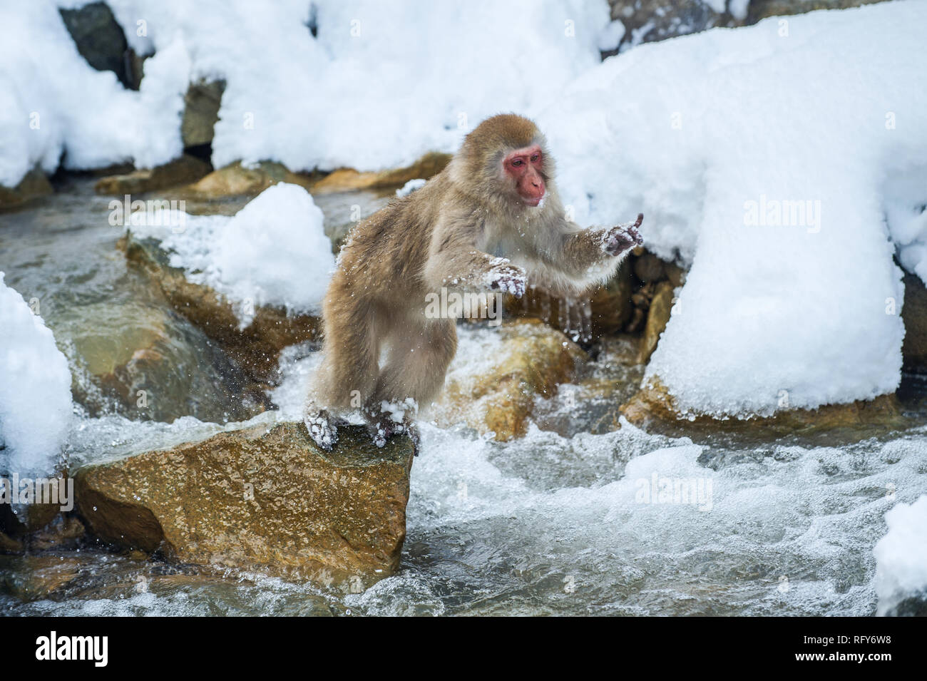 Japanese macaque in jump. Macaque jumps through a natural hot spring ...