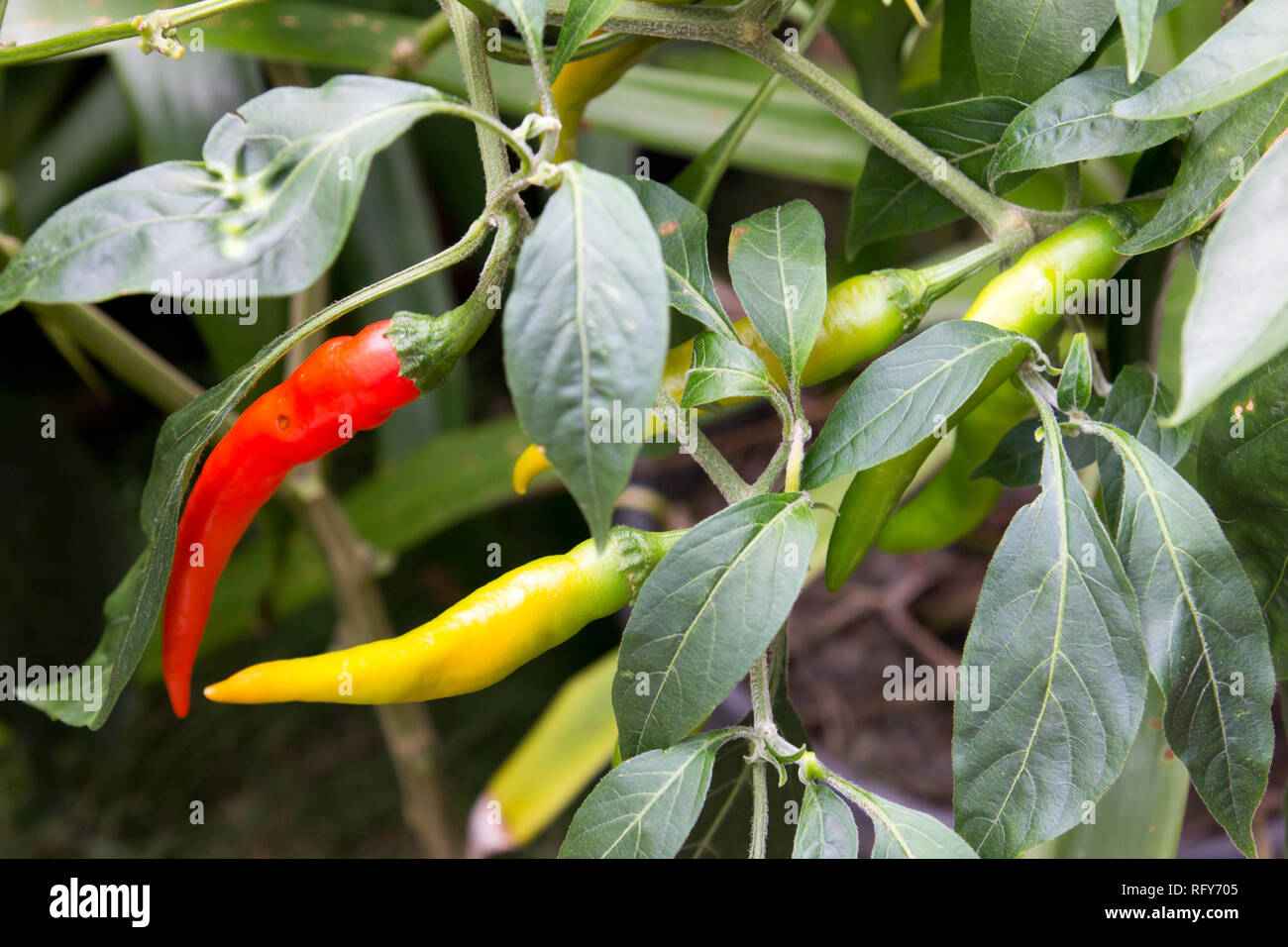 Colorful chili plant background Stock Photo - Alamy