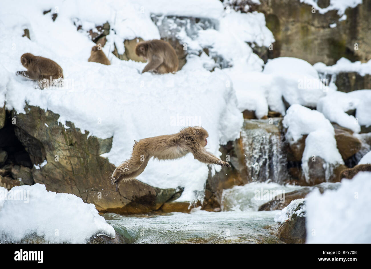 Japanese macaque in jump. Macaque jumps through a natural hot spring ...