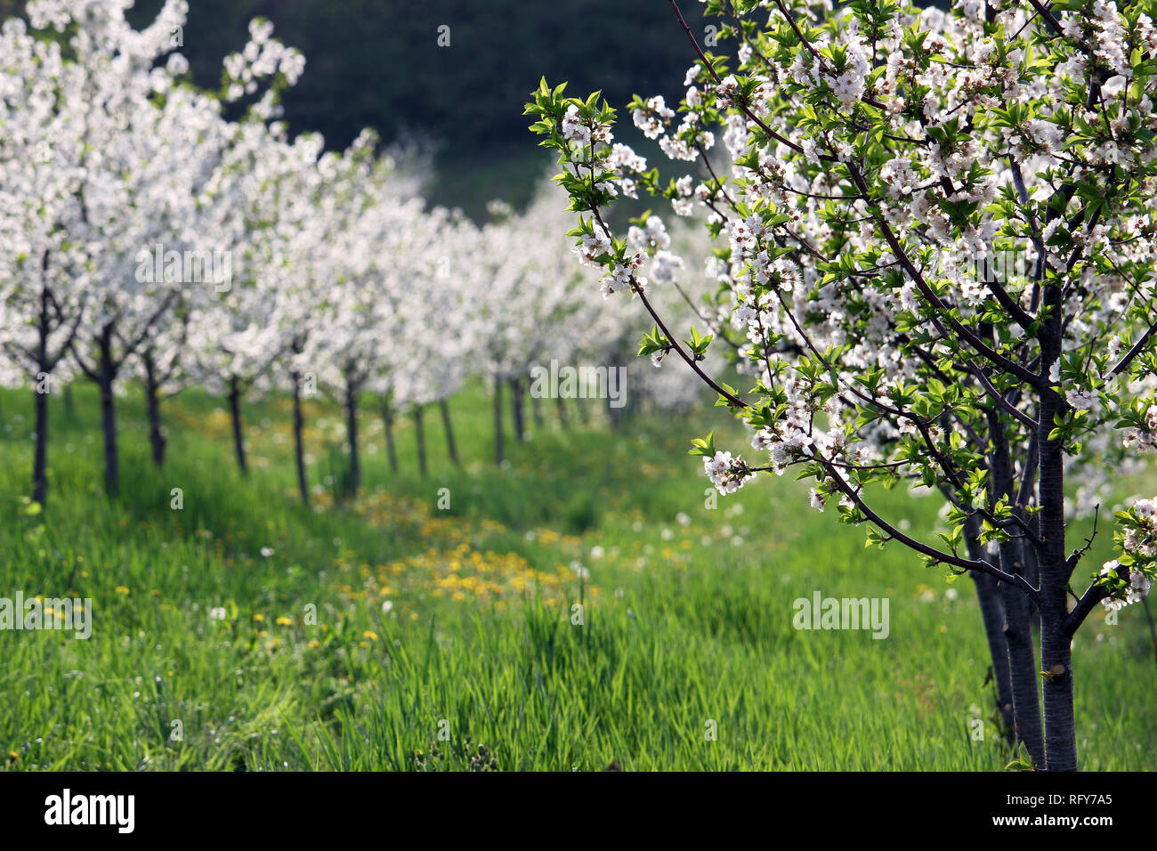 Cherry tree orchard fruit hi-res stock photography and images - Alamy