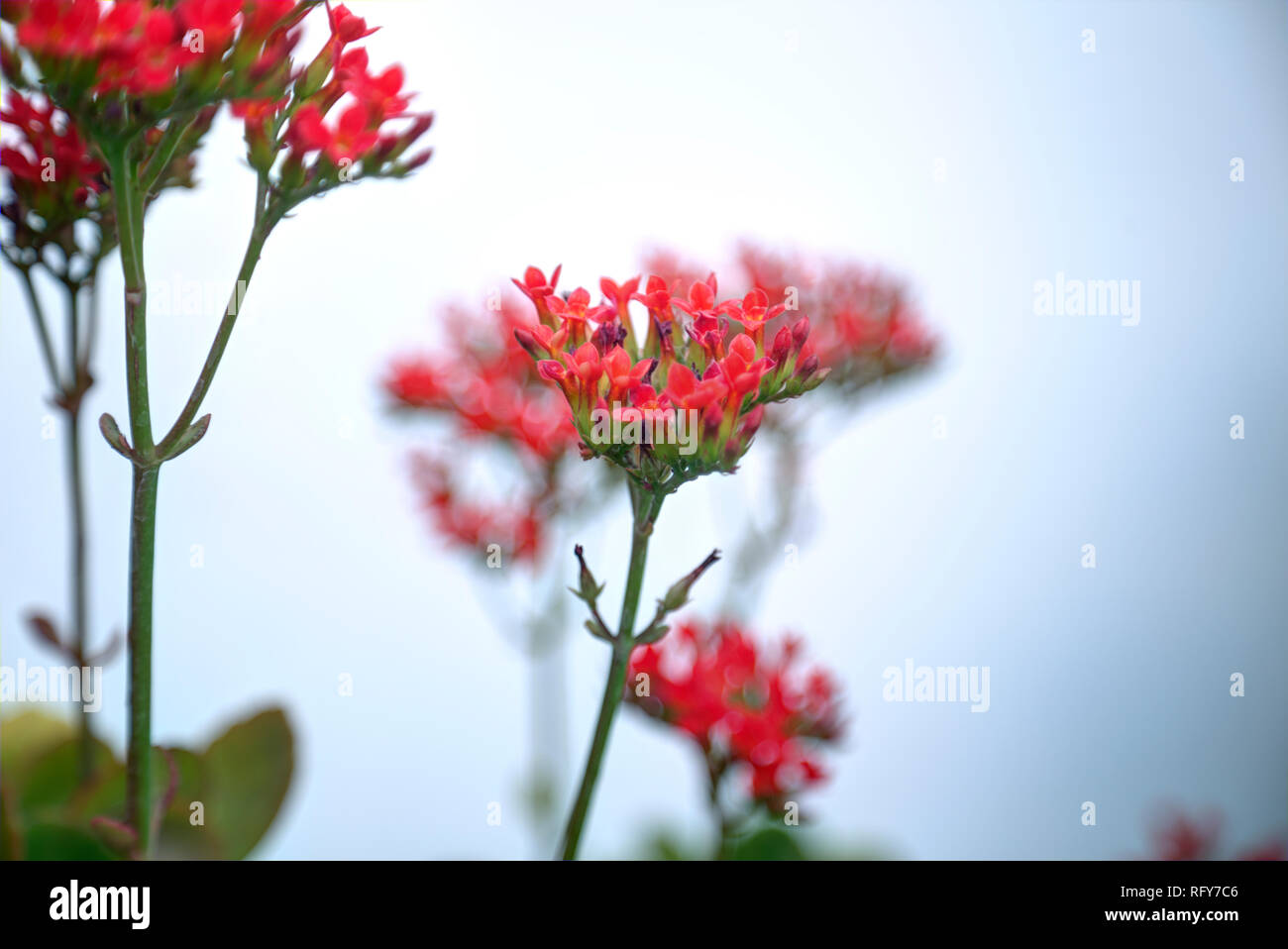 Yellow flaming katy hi-res stock photography and images - Alamy