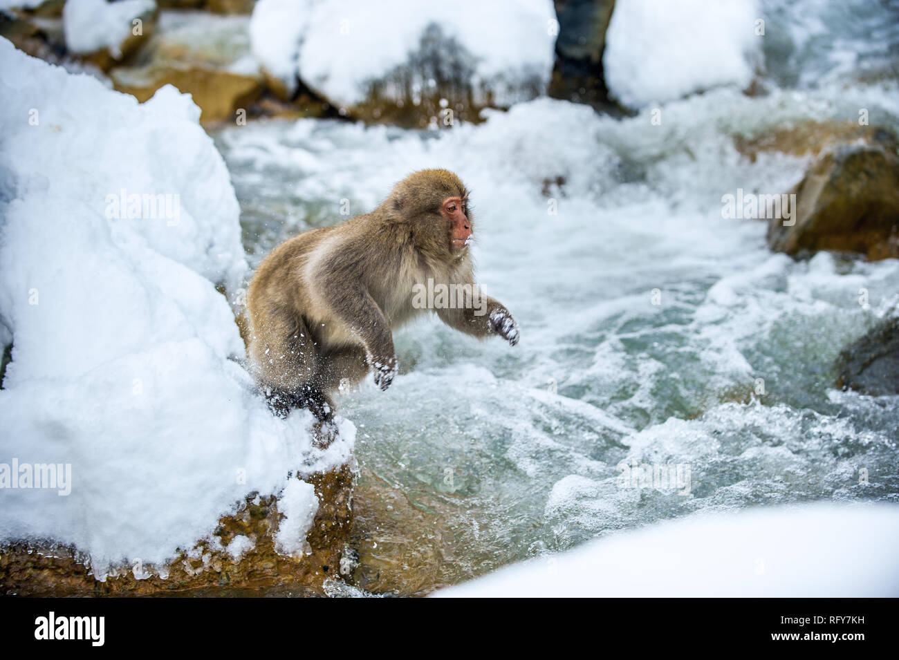 Japanese macaque in jump. Macaque jumps through a natural hot spring ...