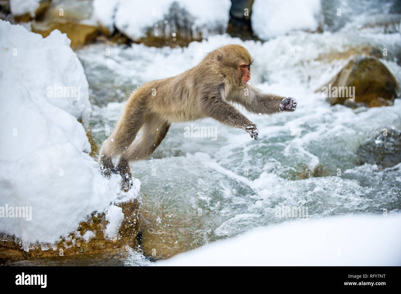 Japanese macaque in jump. Macaque jumps through a natural hot spring ...