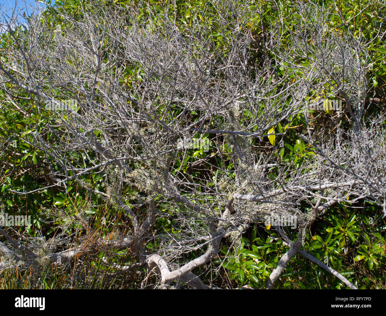 Branches of a bush hi-res stock photography and images - Alamy