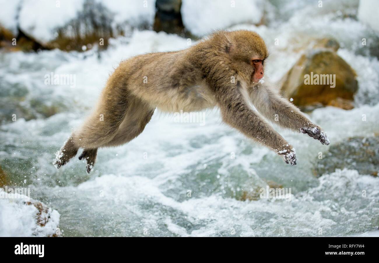 Japanese macaque in jump. Macaque jumps through a natural hot spring ...