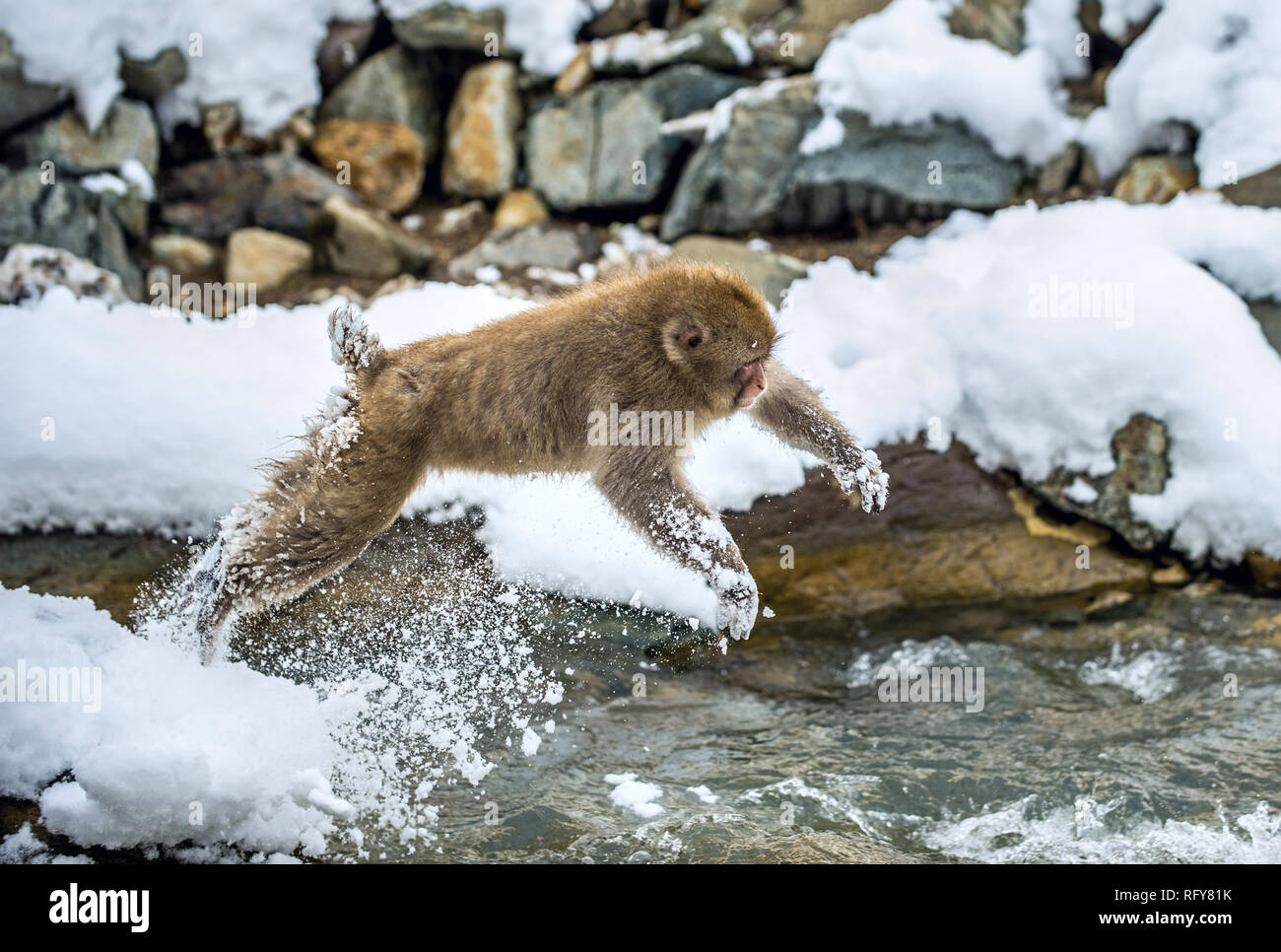 Japanese macaque in jump. Macaque jumps through a natural hot spring ...