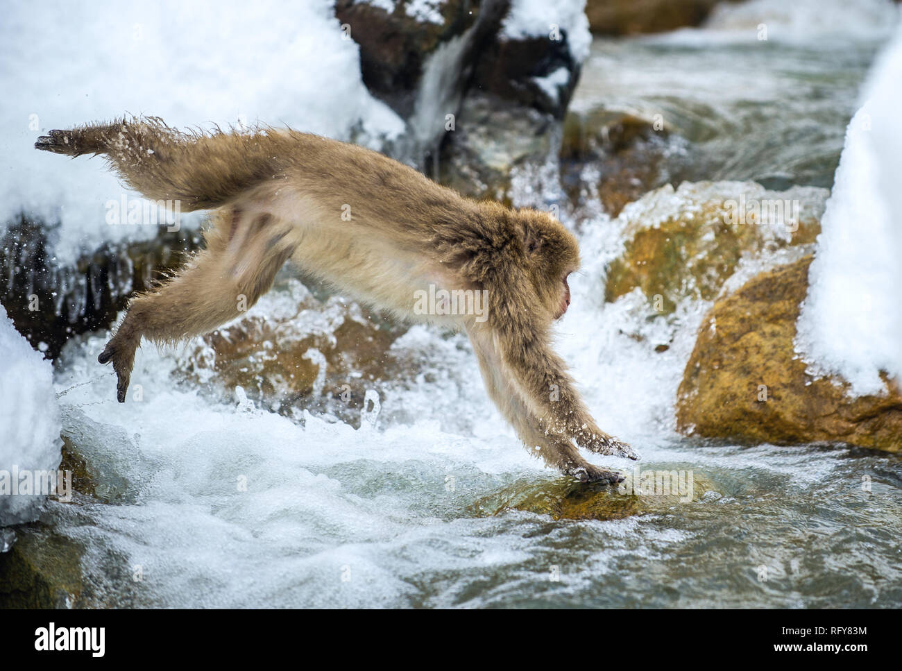 Japanese macaque in jump. Macaque jumps through a natural hot spring ...