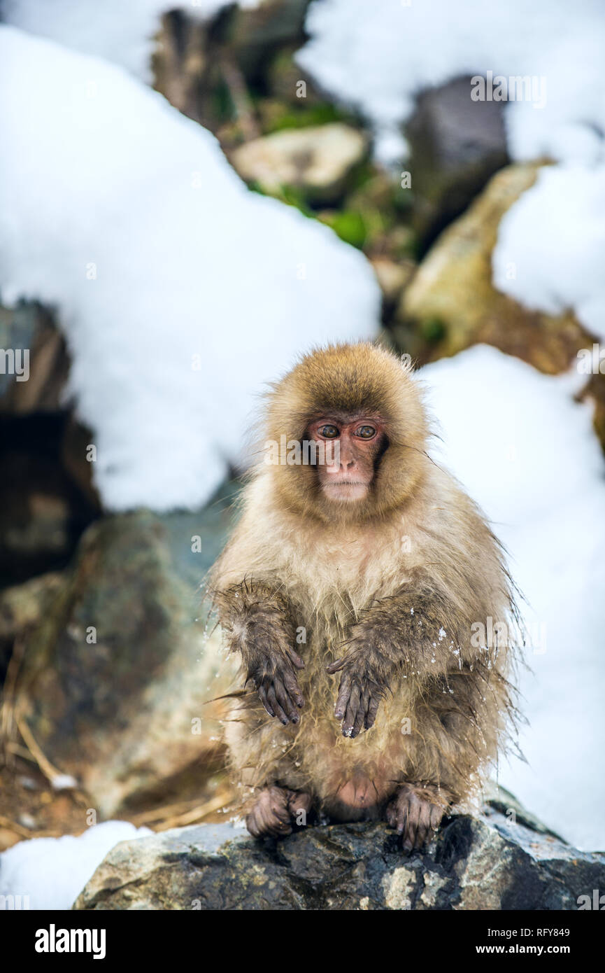 Japanese macaque on the stone. Natural hot springs in Winter season ...