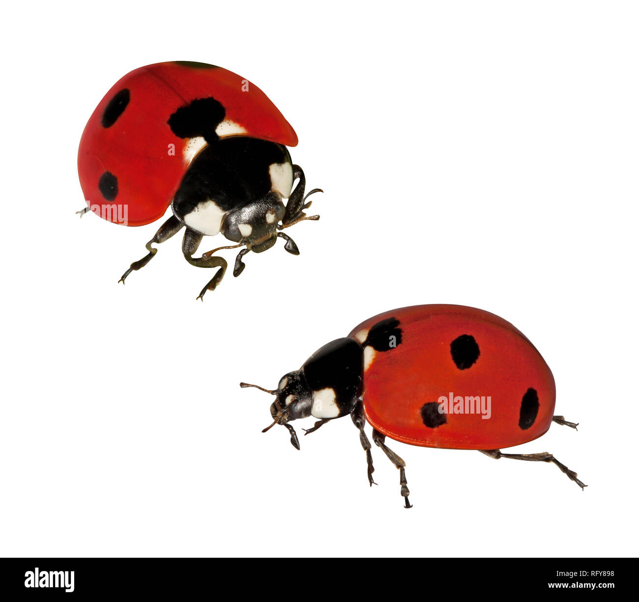 Ladybugs isolated on white background Stock Photo - Alamy