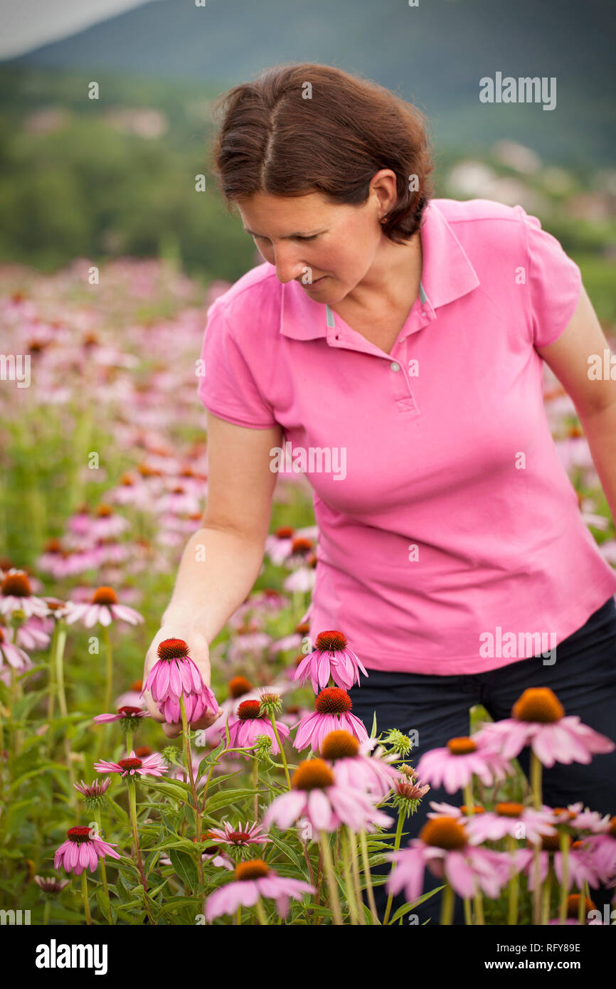 Real farmer woman in coneflower field Stock Photo - Alamy