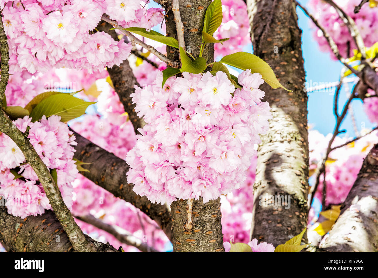 Beautiful flowering sakura trees. Springtime outdoor scene. Close up ...