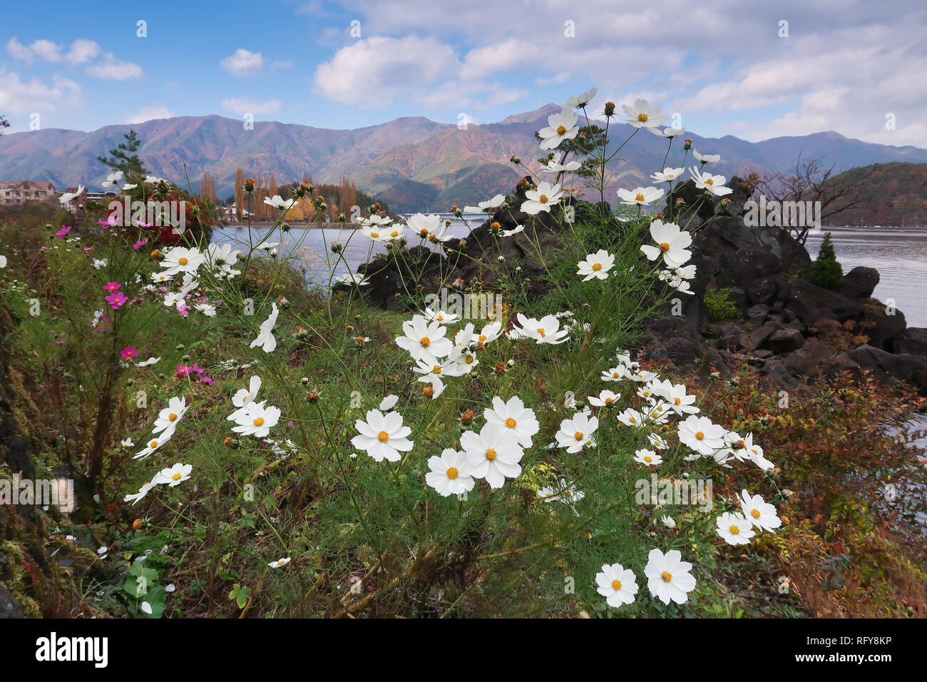 Nature scenery with flowers hi-res stock photography and images - Alamy