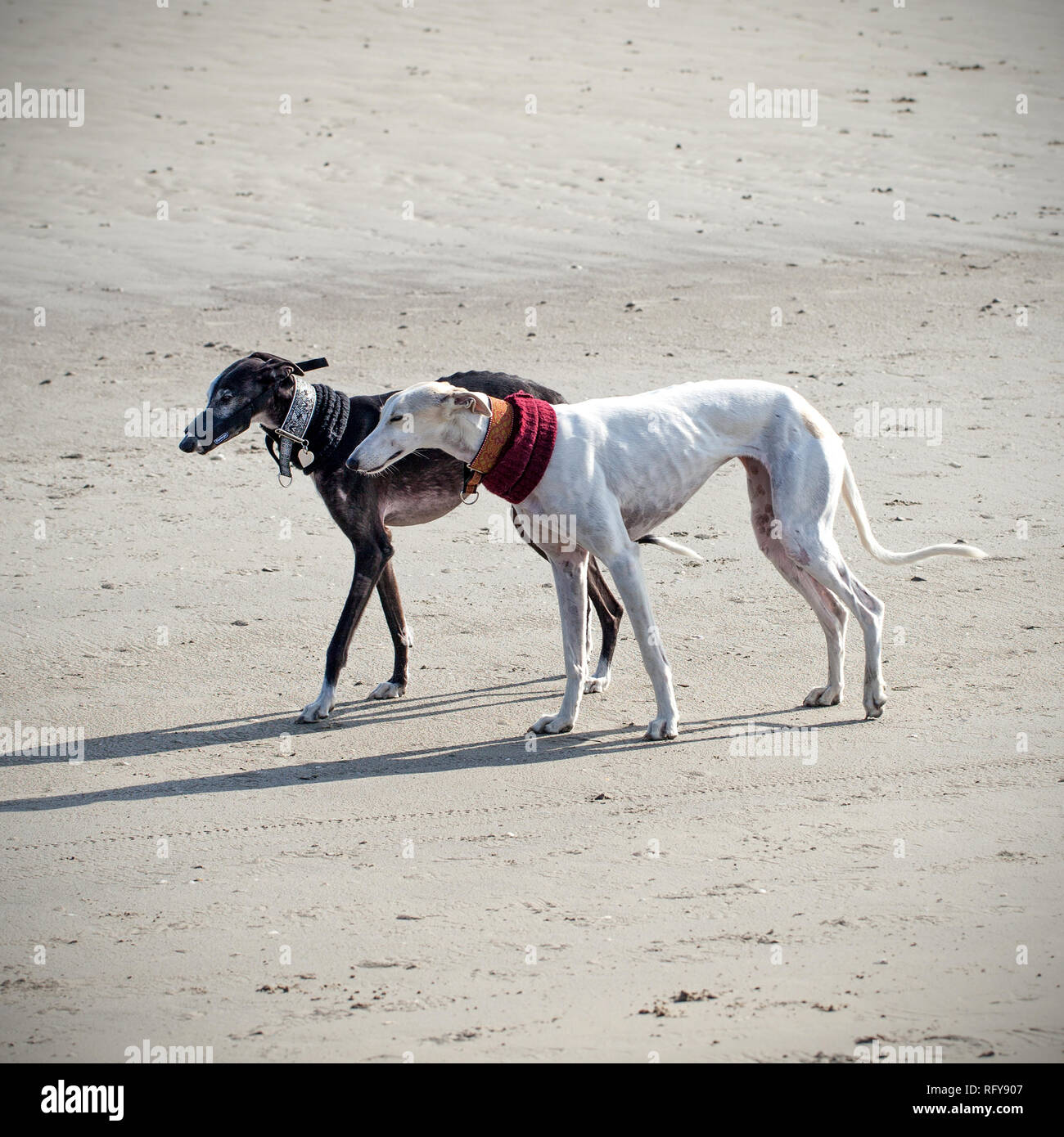 Ocean greyhound hi-res stock photography and images - Alamy