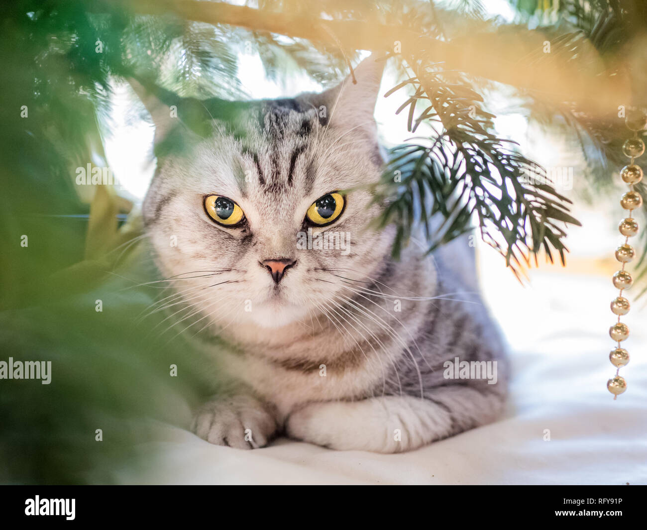 Susse katze hi-res stock photography and images - Alamy