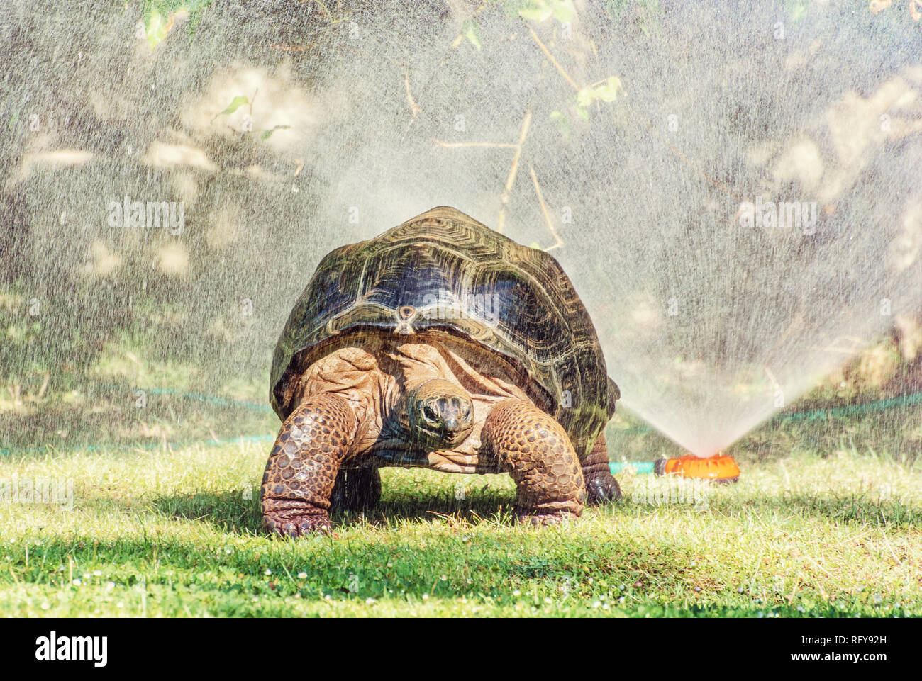 Galapagos giant tortoise - Chelonoidis nigra and garden water sprayer ...