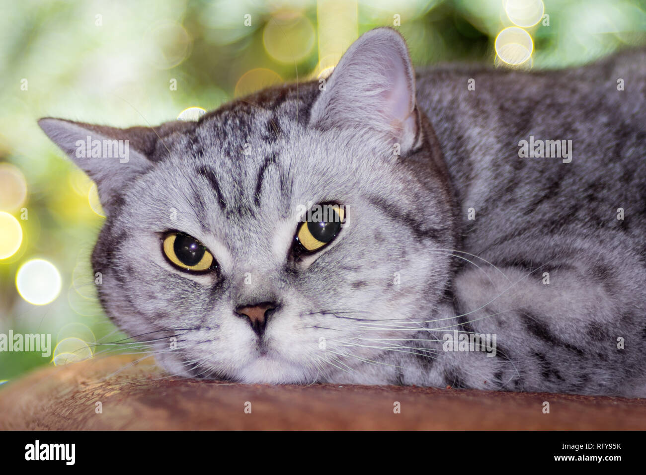 Die weisse katze hi-res stock photography and images - Alamy