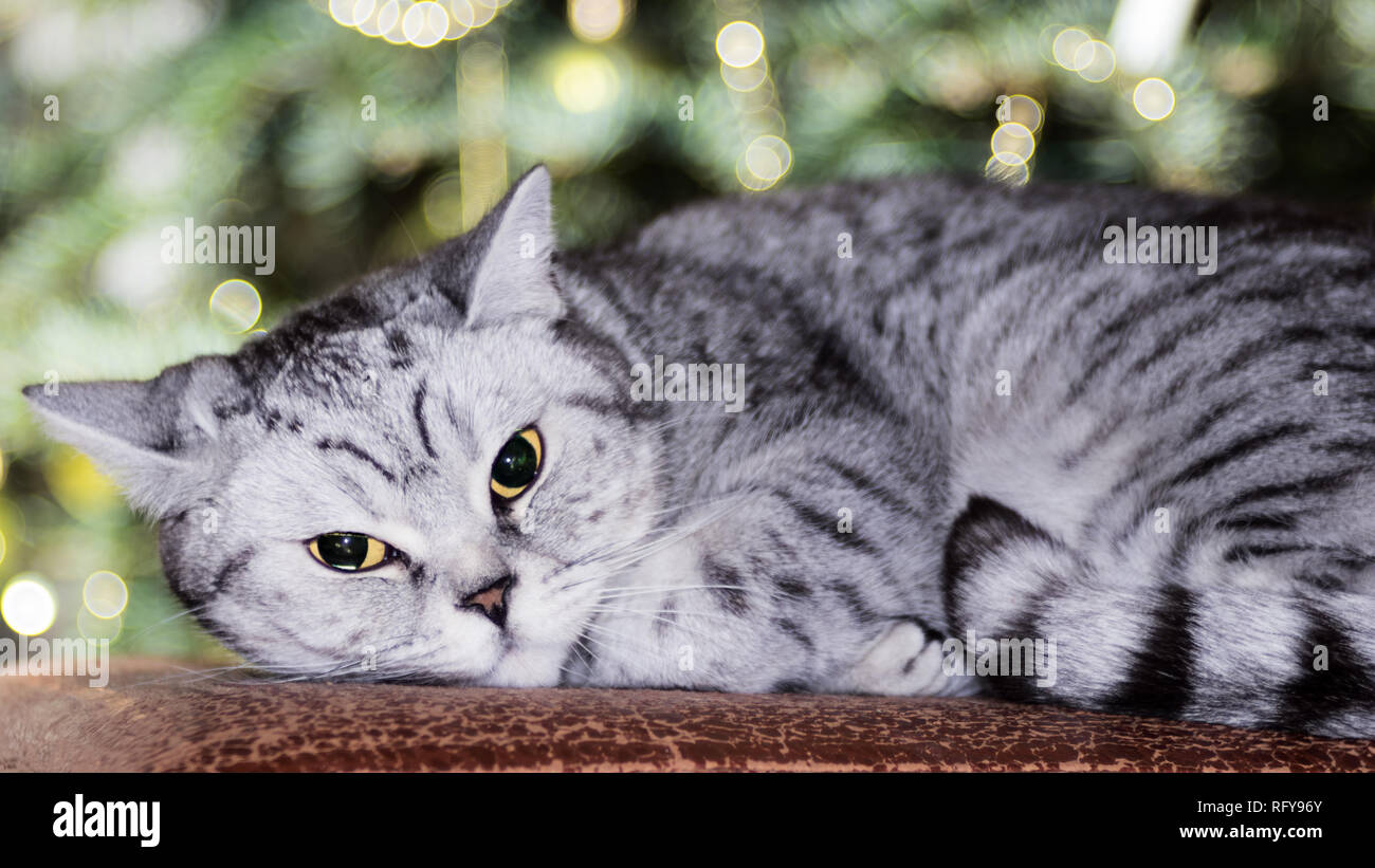 Die weisse katze hi-res stock photography and images - Alamy