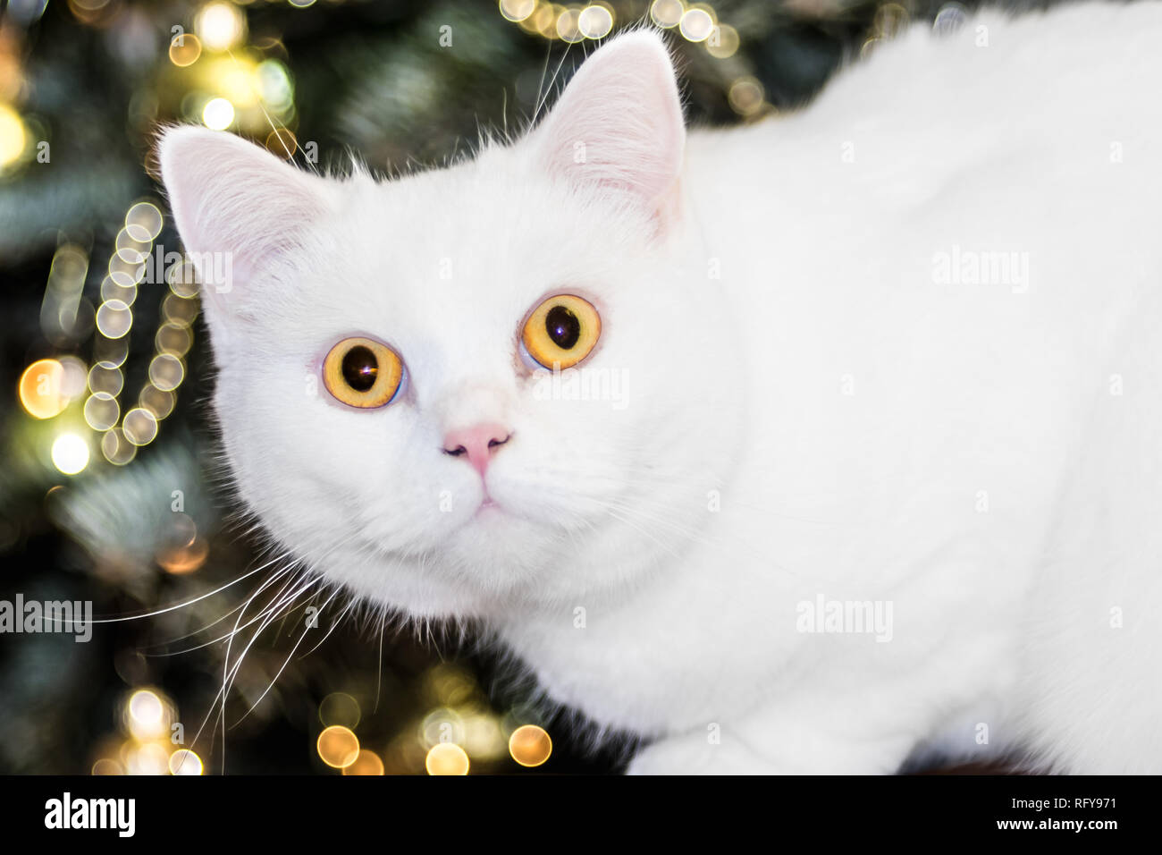 Die weisse katze hi-res stock photography and images - Alamy