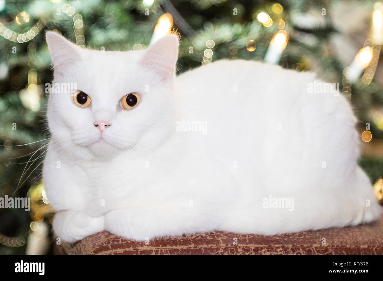 Die weisse katze hi-res stock photography and images - Alamy
