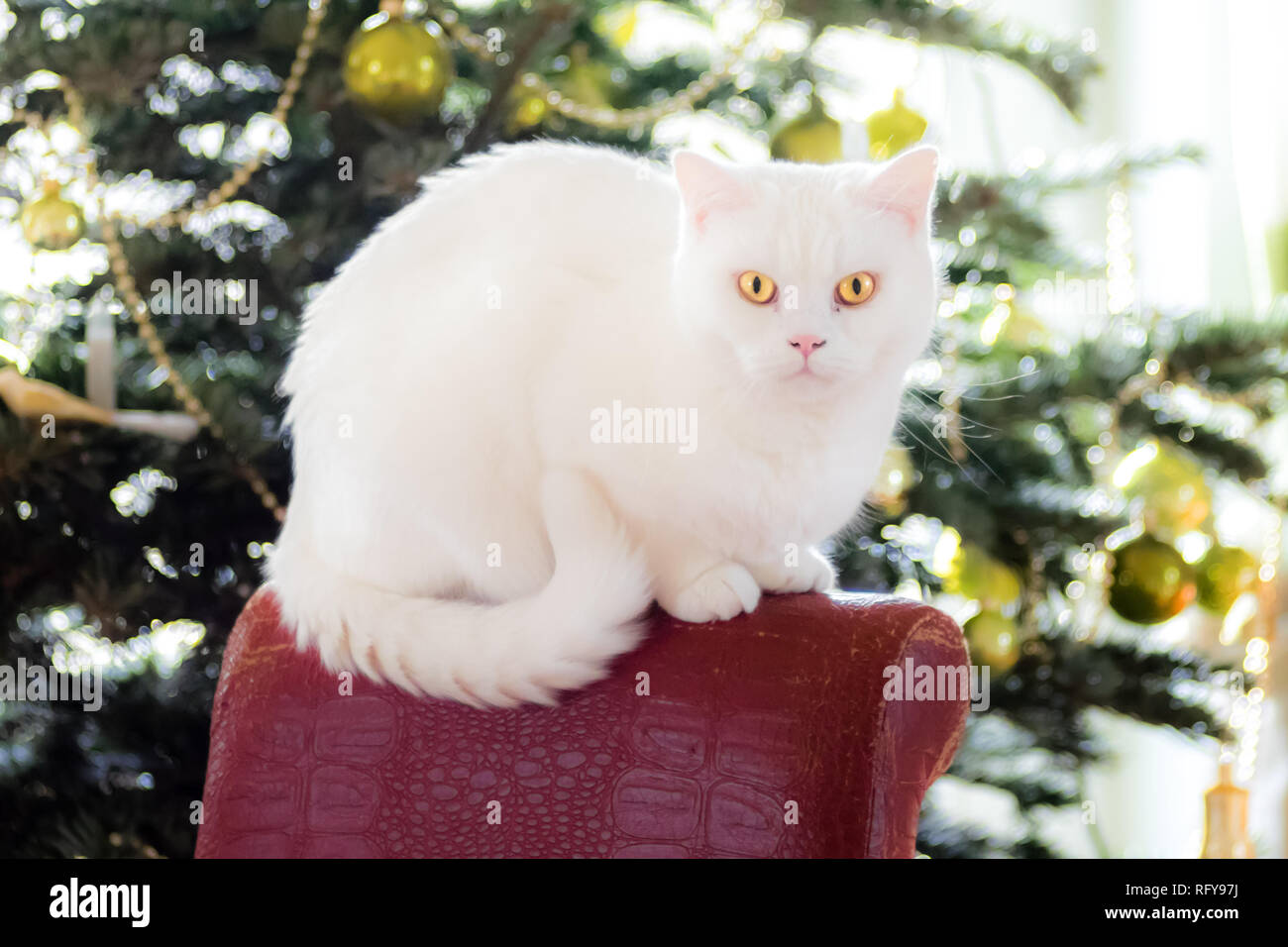 Die weisse katze hi-res stock photography and images - Alamy
