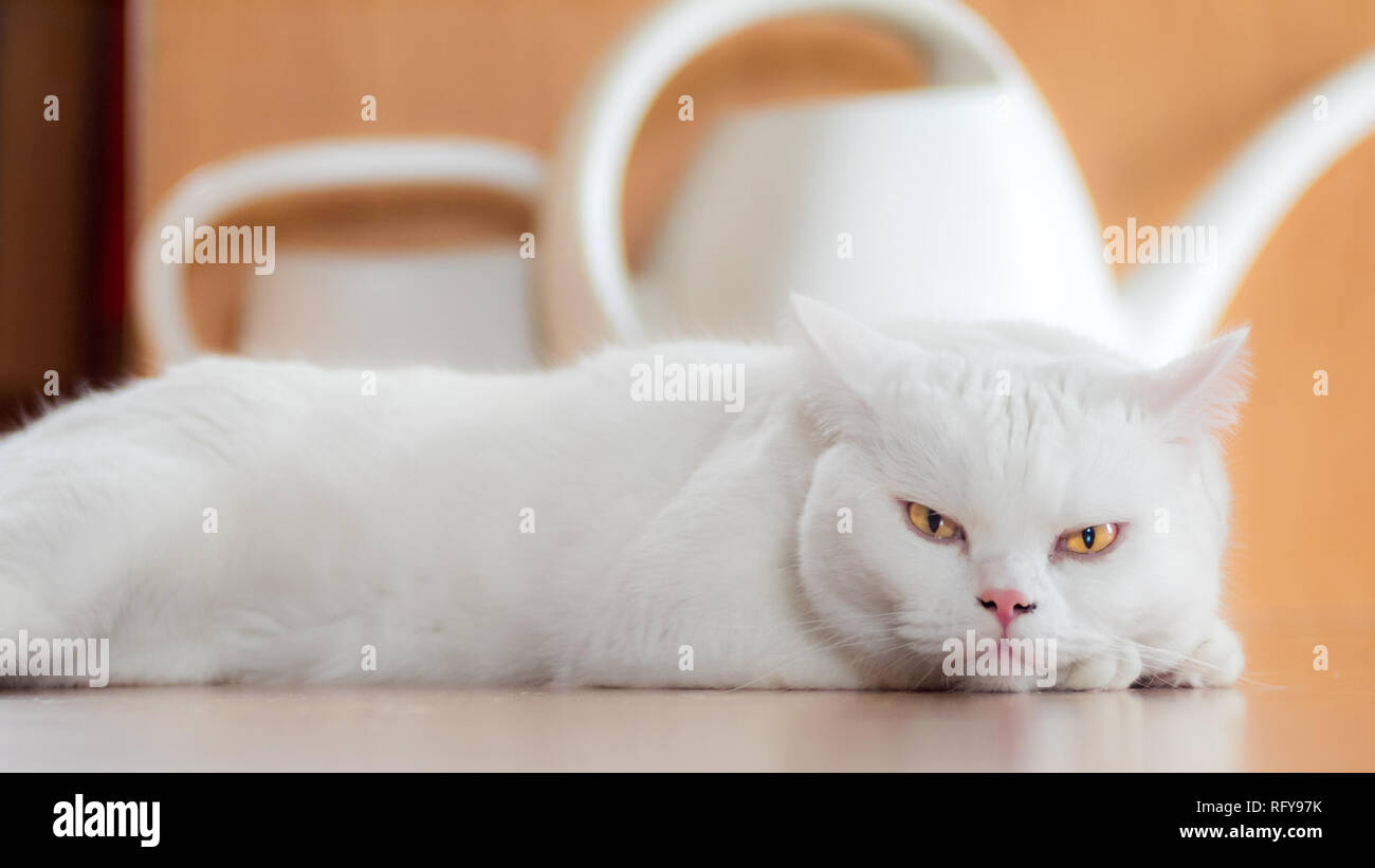 Die weisse katze hi-res stock photography and images - Alamy