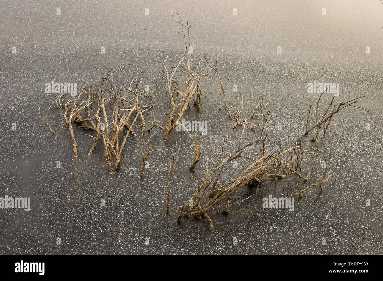 Branches of dead bush sticking out of fresh ice covered by snowflakes ...