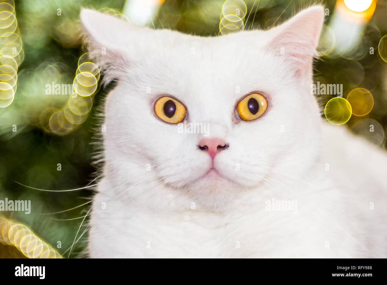 Die weisse katze hi-res stock photography and images - Alamy