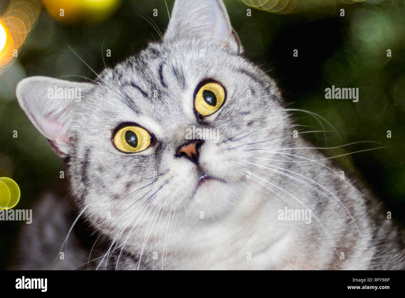Susse katze hi-res stock photography and images - Alamy