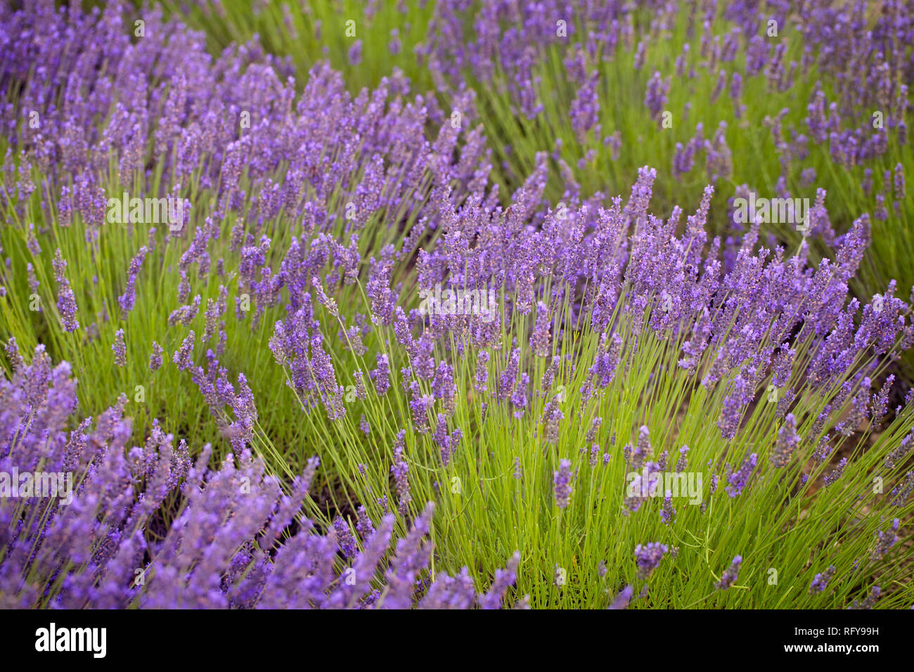 Field of lavender flowers Stock Photo - Alamy