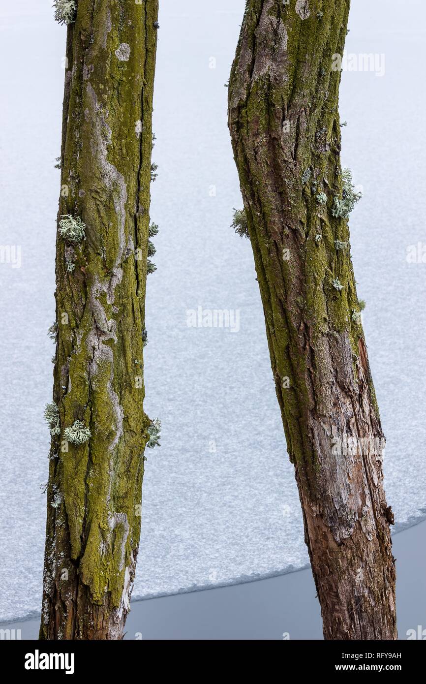 Curvy trees hi-res stock photography and images - Alamy