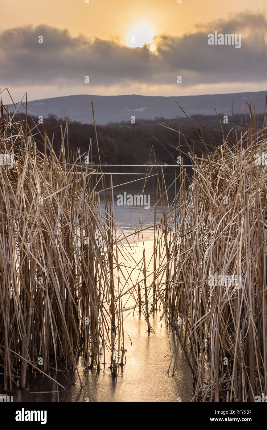 Setting sun shining through foreground reeds and dropping golden sun ...