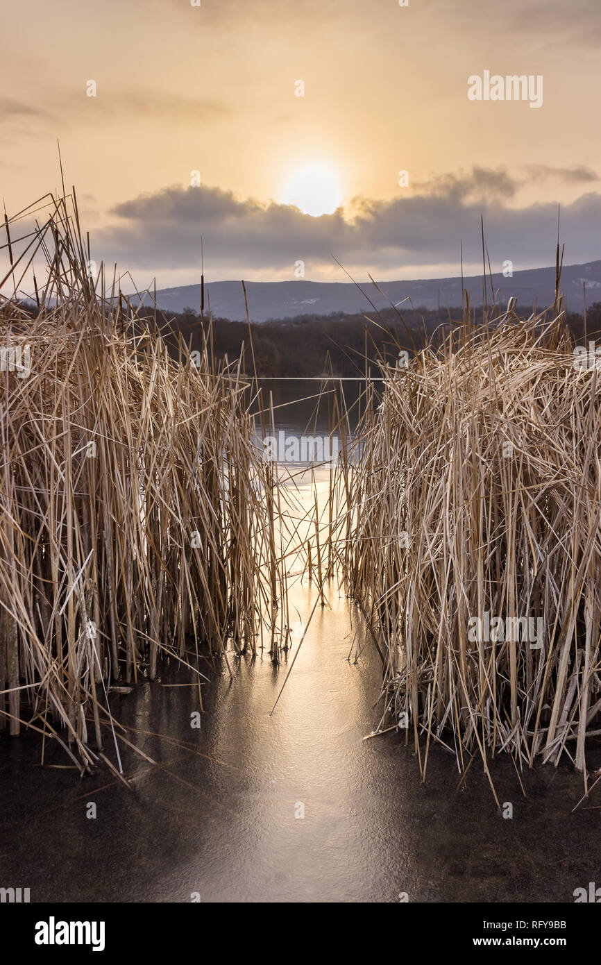 Setting sun shining through foreground reeds and dropping golden sun ...