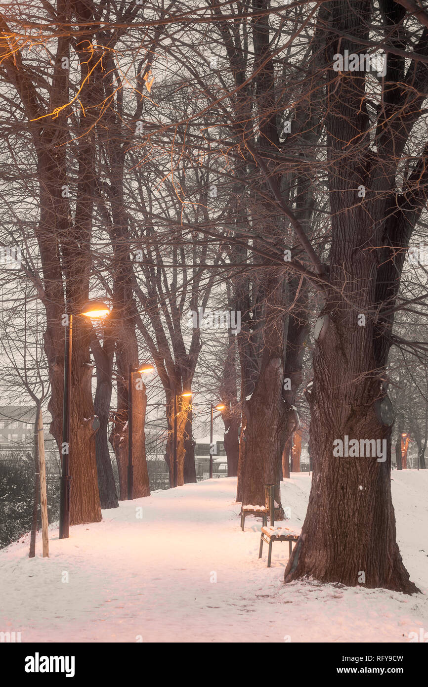 Desaturated, soft, dreamy snow covered promenade between two tree lines ...