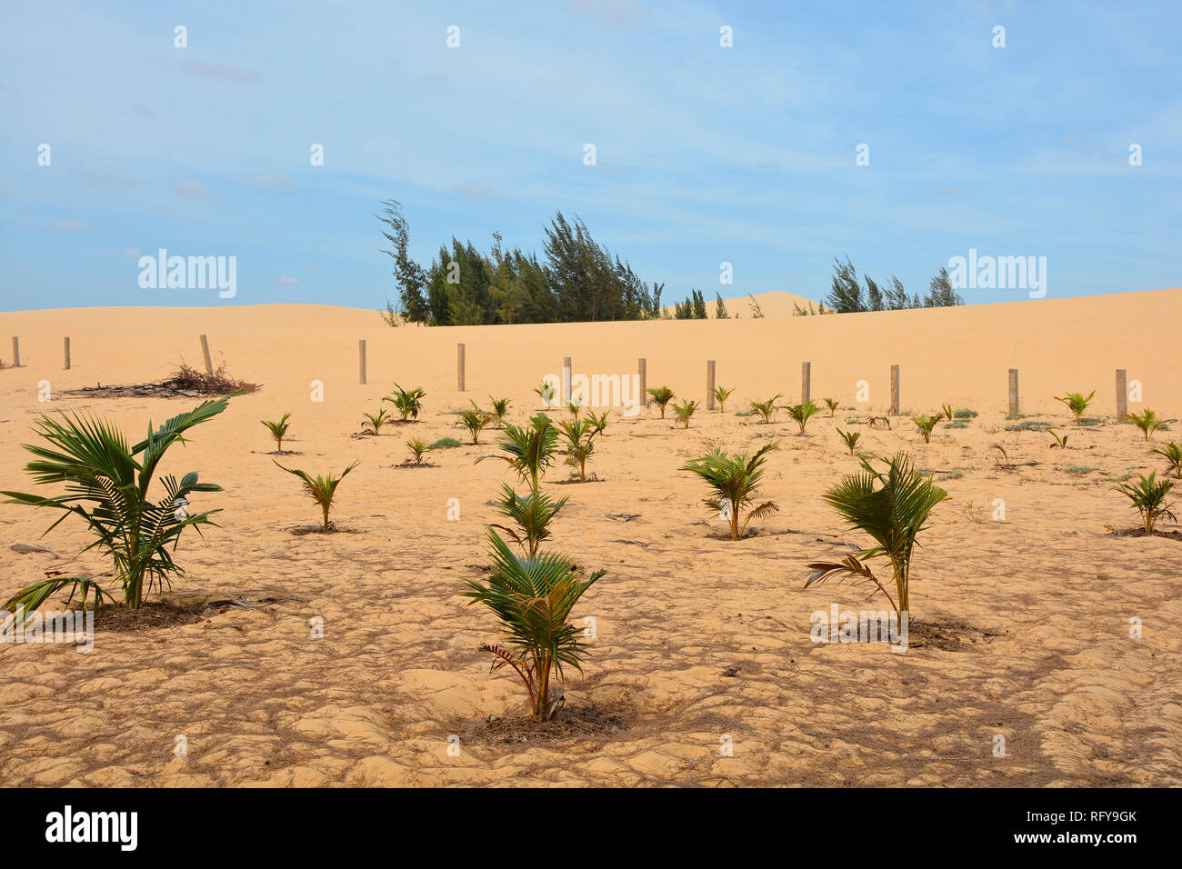 Palm tree growing in sand hi-res stock photography and images - Alamy