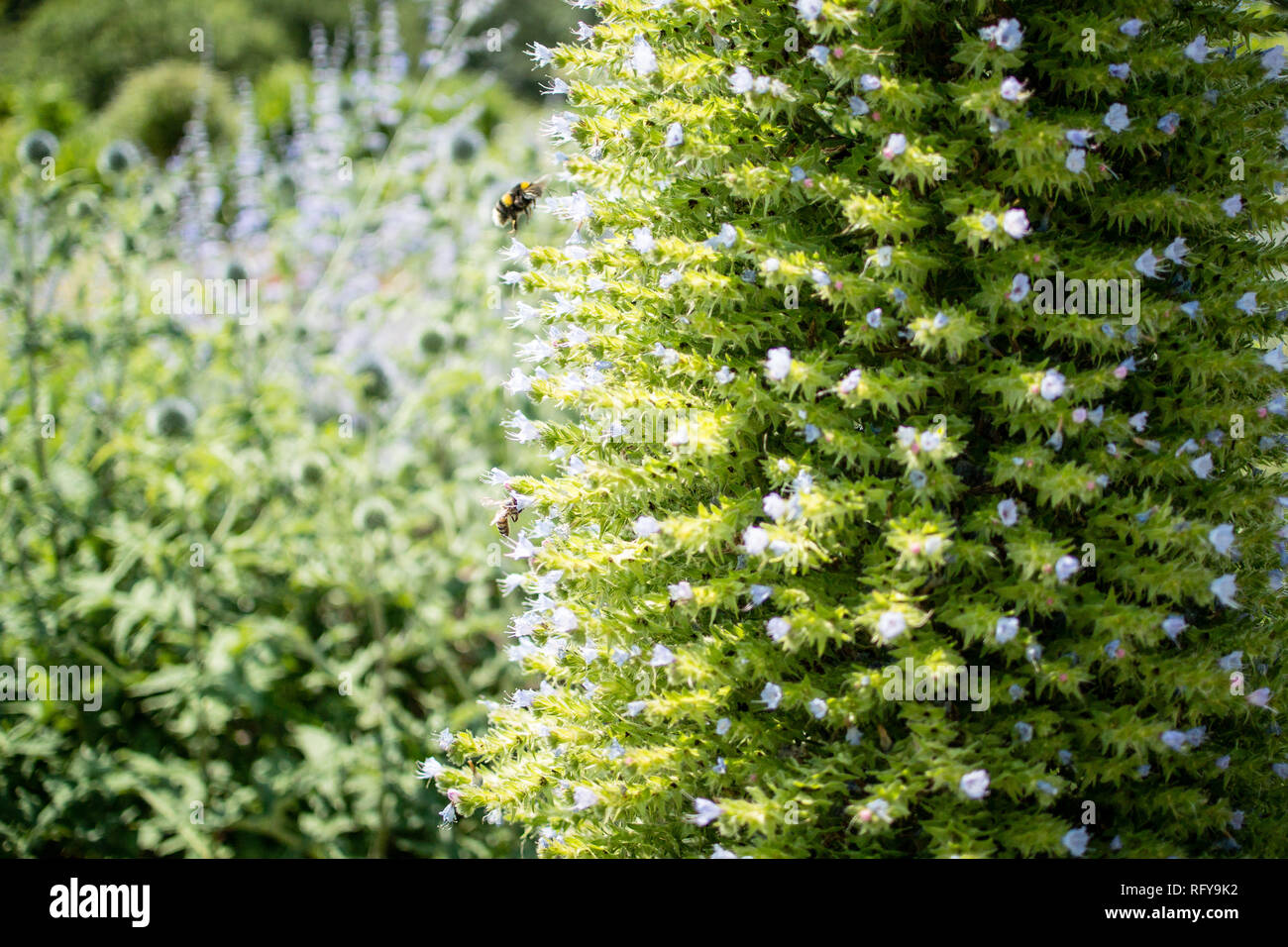 Bees feasting on giant viper's bugloss in the Tudor Walled Garden at ...