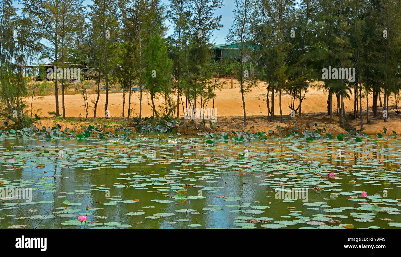 Ponds in a dune landscape hi-res stock photography and images - Alamy