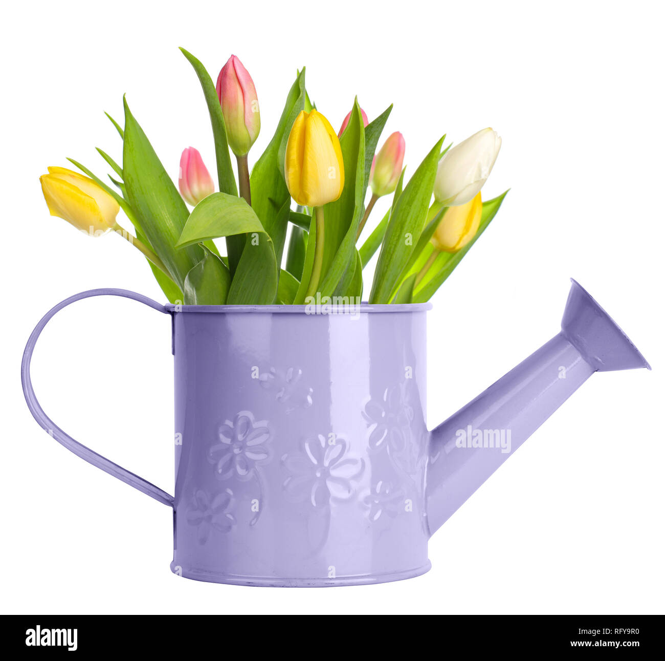 Tulips in watering can isolated on white Stock Photo - Alamy