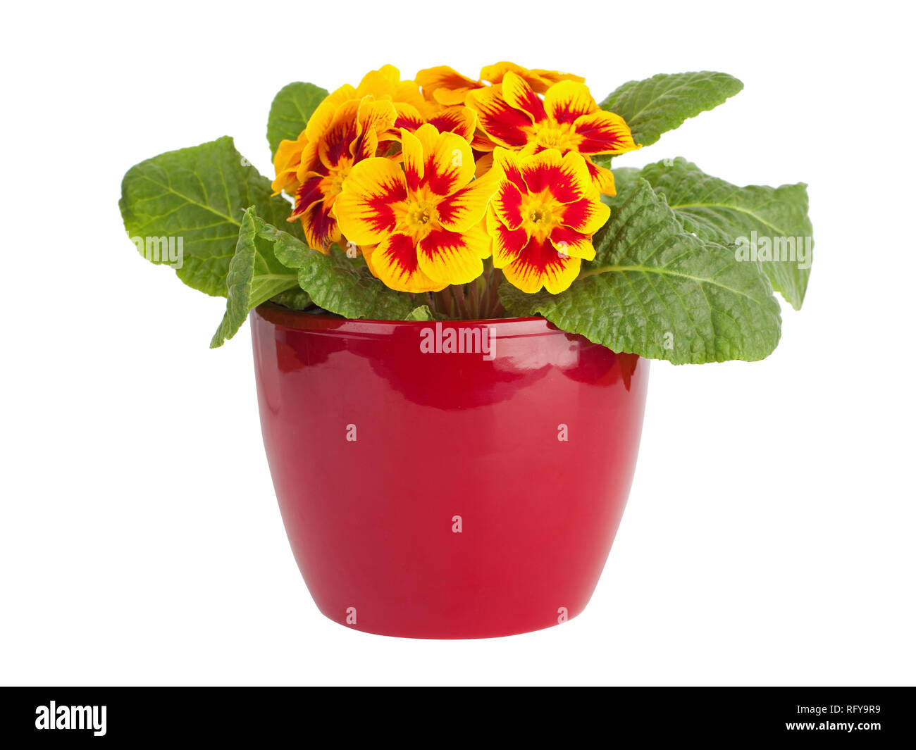 Primrose yellow flowers in Cut Out Stock Images & Pictures - Alamy