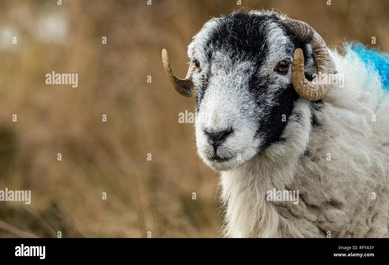 Hardy sheep hi-res stock photography and images - Alamy