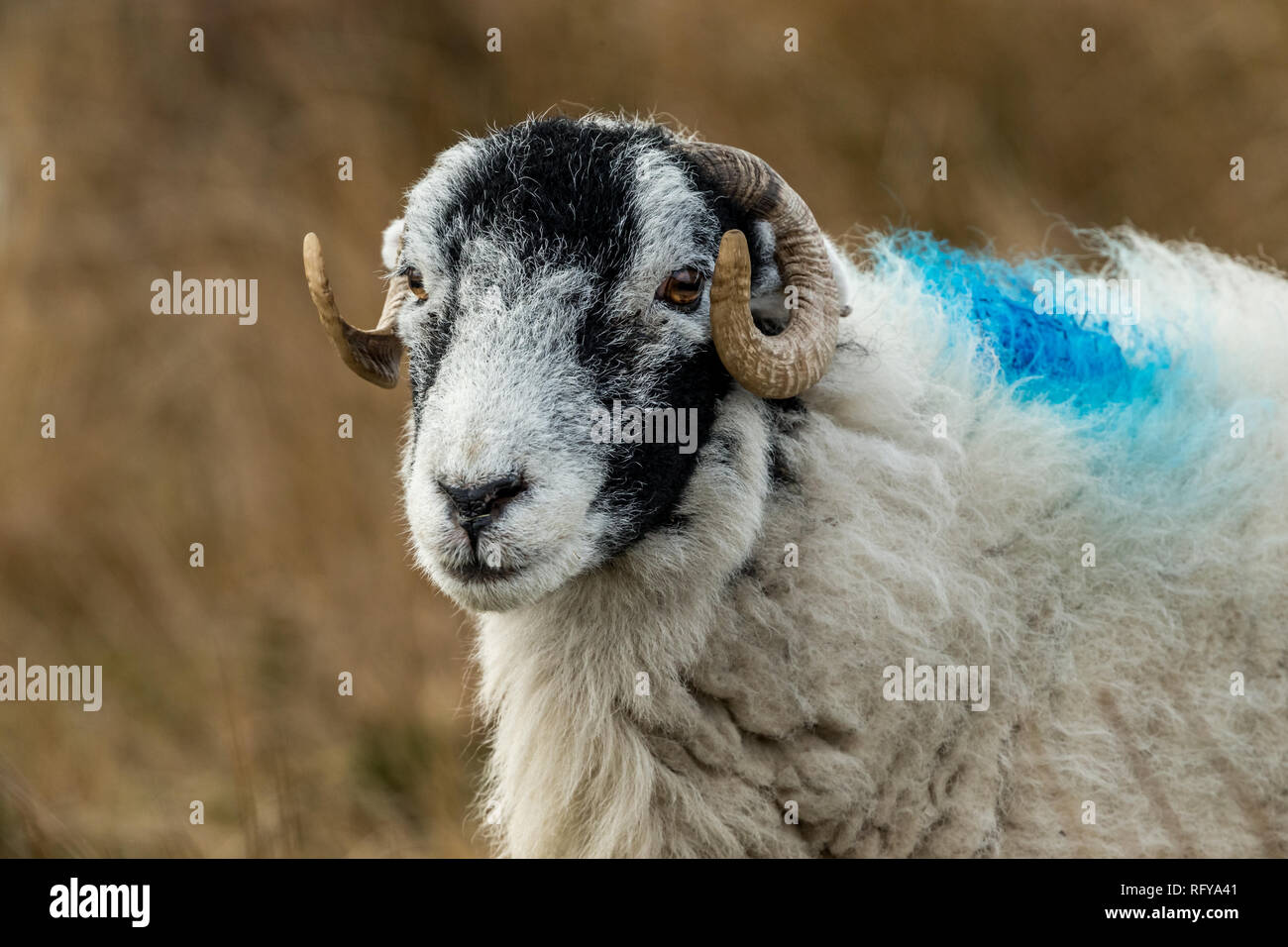 Swaledale sheep in Winter. A Swaledale ewe (female sheep) facing left ...