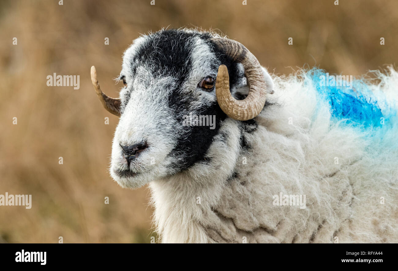 Swaledale sheep in Winter. A Swaledale ewe (female sheep) facing left ...