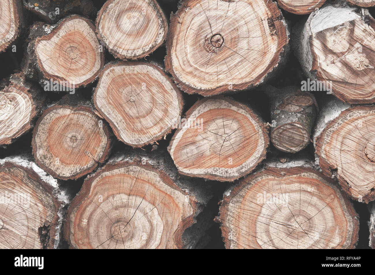 Cross section of many tree trunks. Matte colors Stock Photo - Alamy
