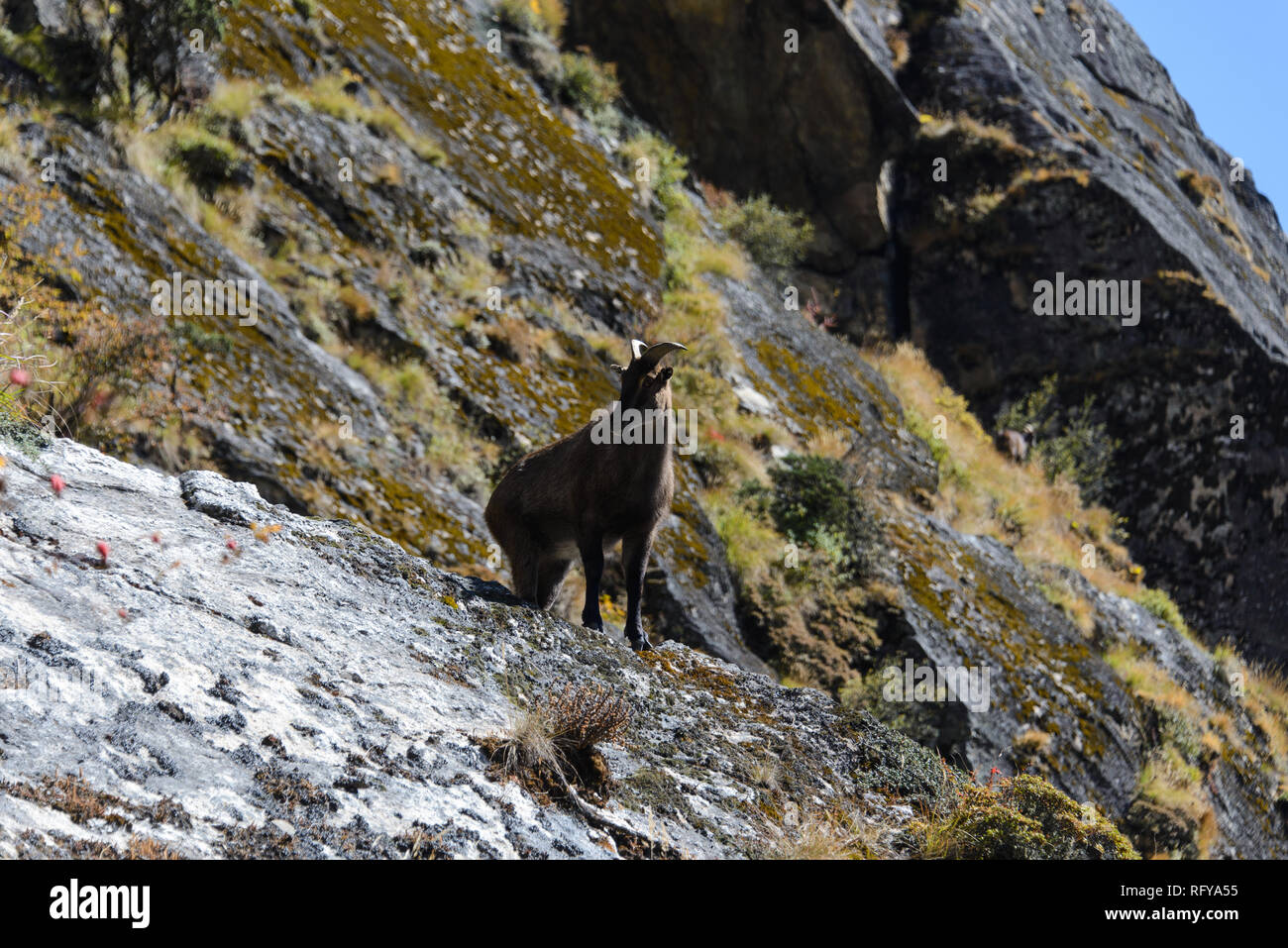 Himalayan musk deer hi-res stock photography and images - Alamy